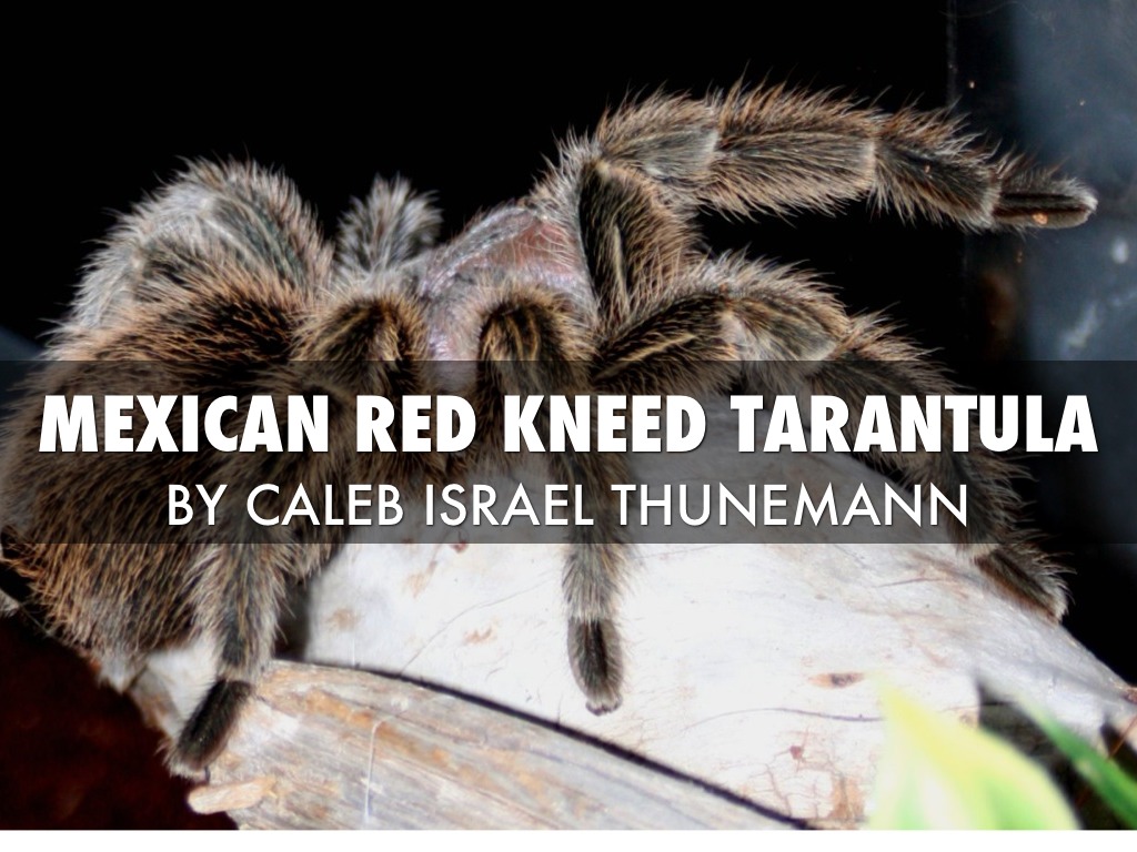 Mexican Red Kneed Tarantulas by Randy Hollinger