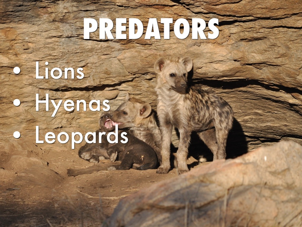 Cheetah Predators Enemies