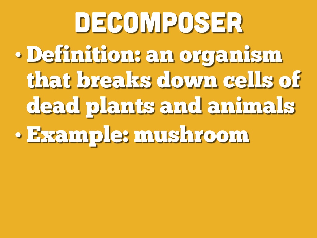 Decomposers Definition