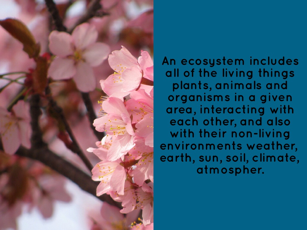 Ecosystems by chasity Mckellar