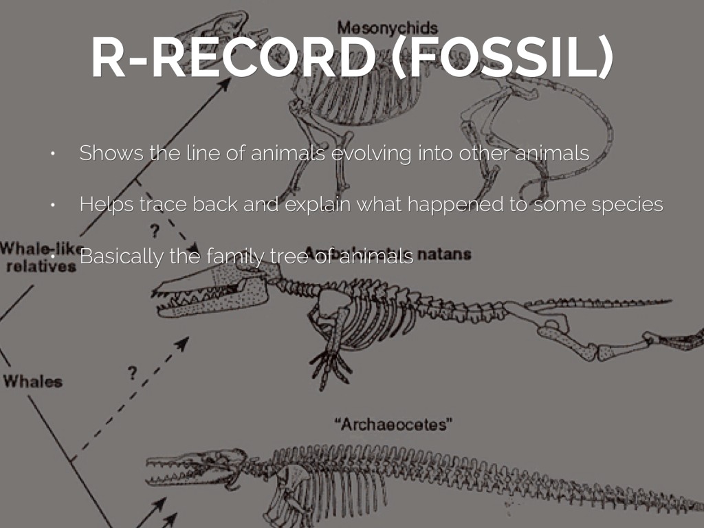 ABC Book Fossils by Quinn Killian