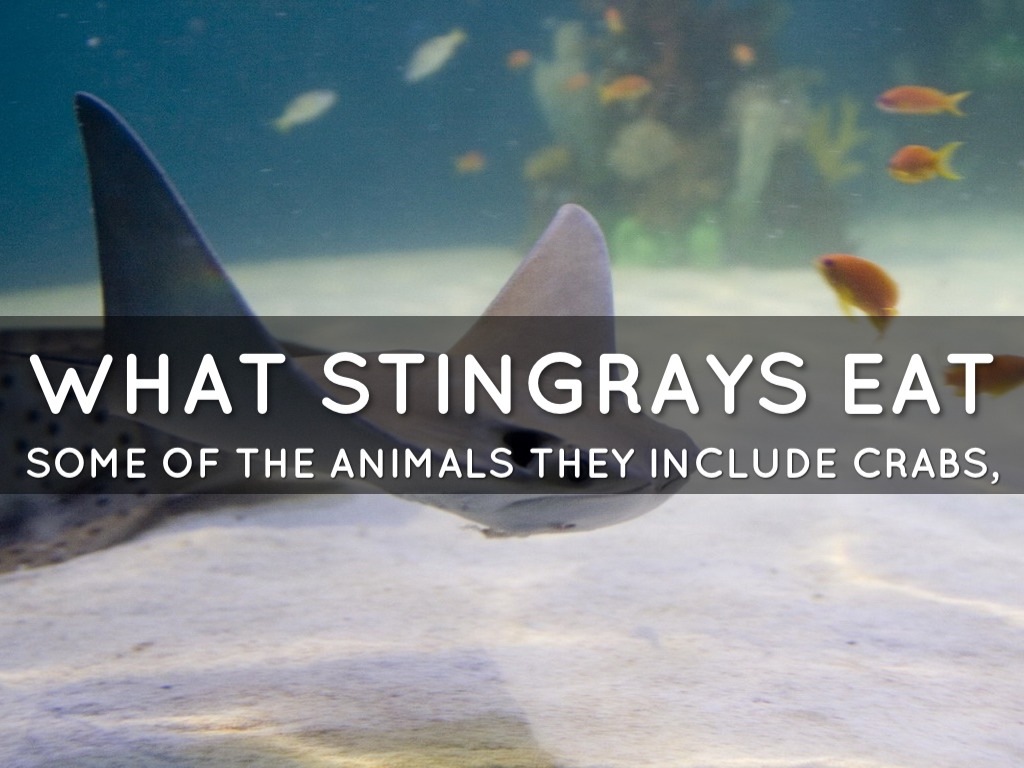 Stingrays by langstonlmc