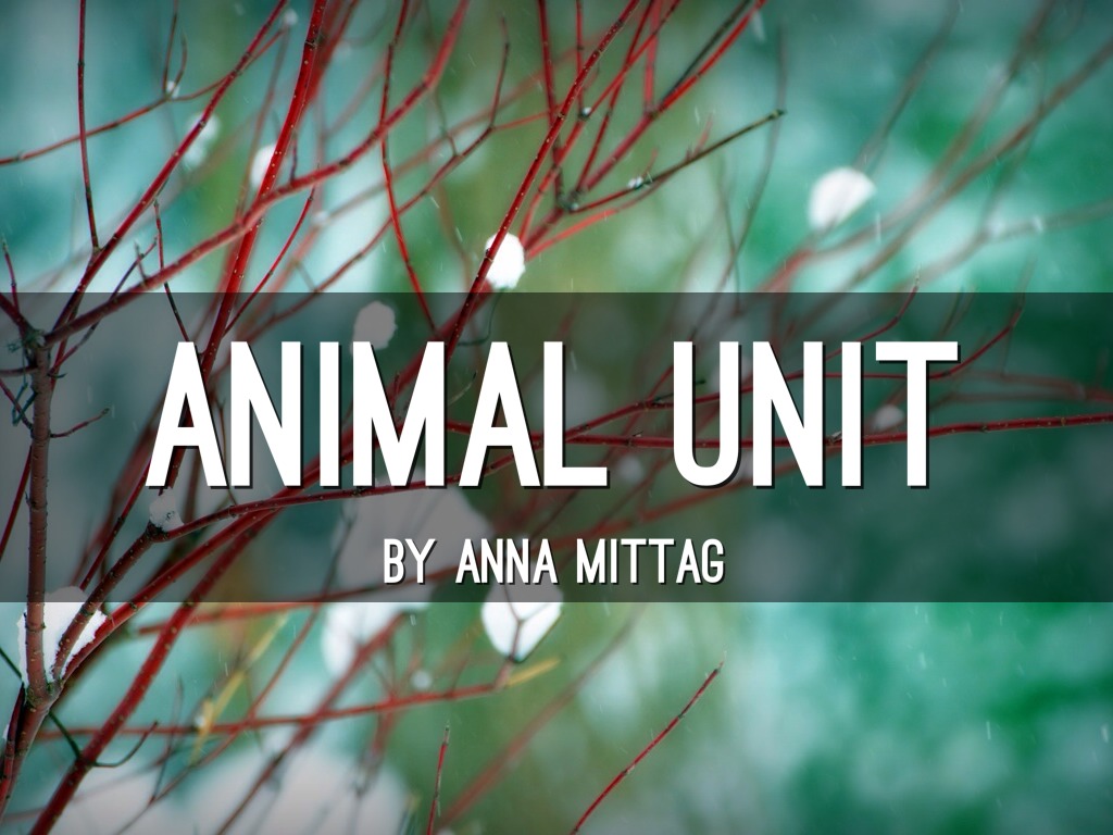 Animal Unit by Anna