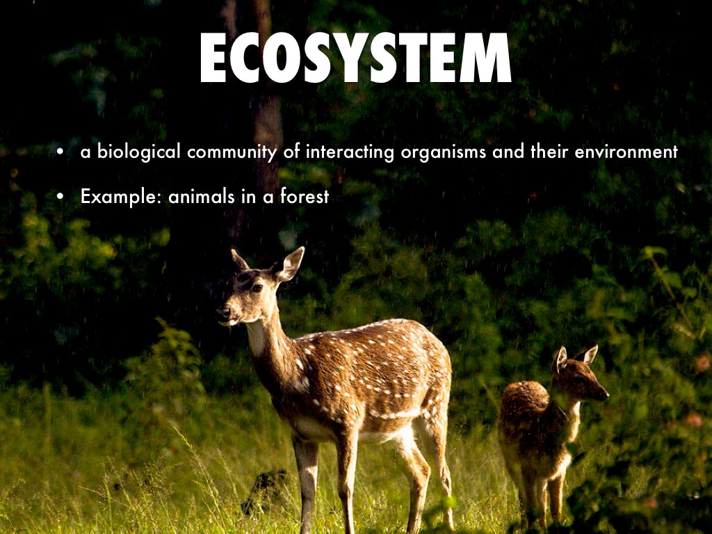 haiku deck by sarahbeara9496