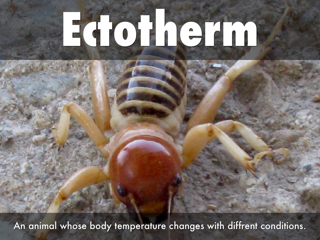 A B C Book by Carson Murray