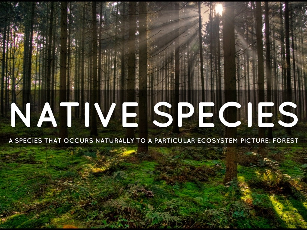 A5Perez S Endangered Species Brochure by Sarah Perez