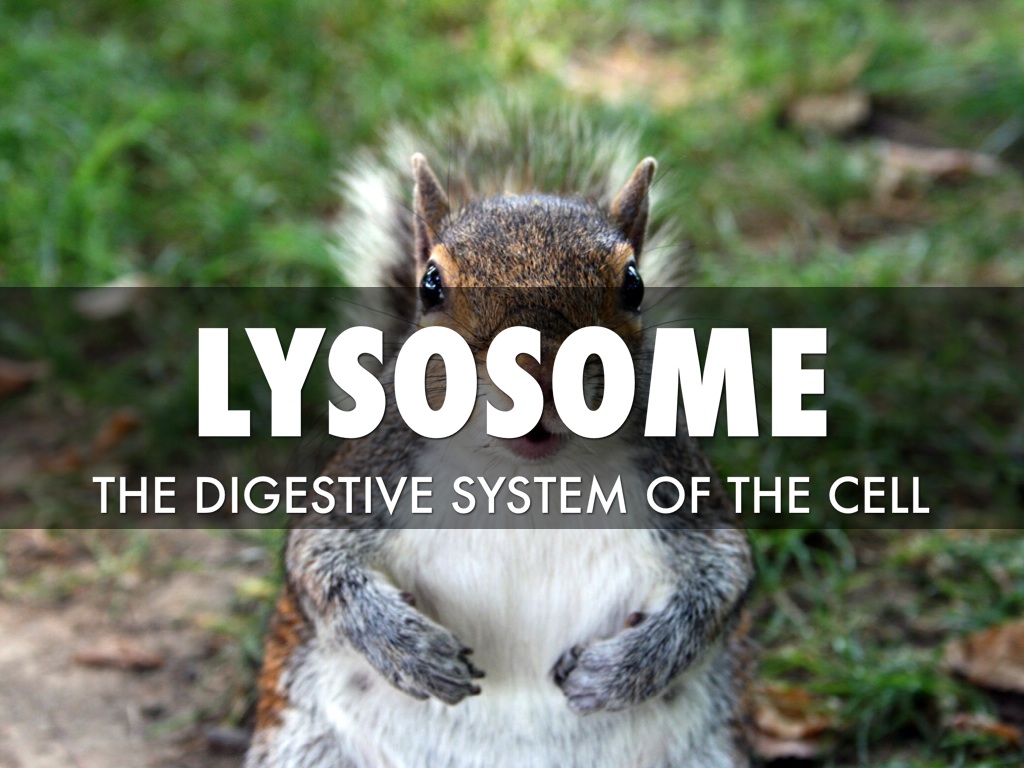 Audé Perez 7 by aaude018