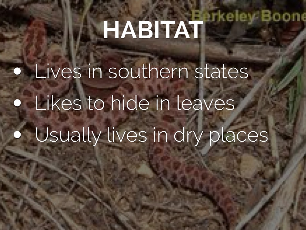 SNAKES by Rachel King