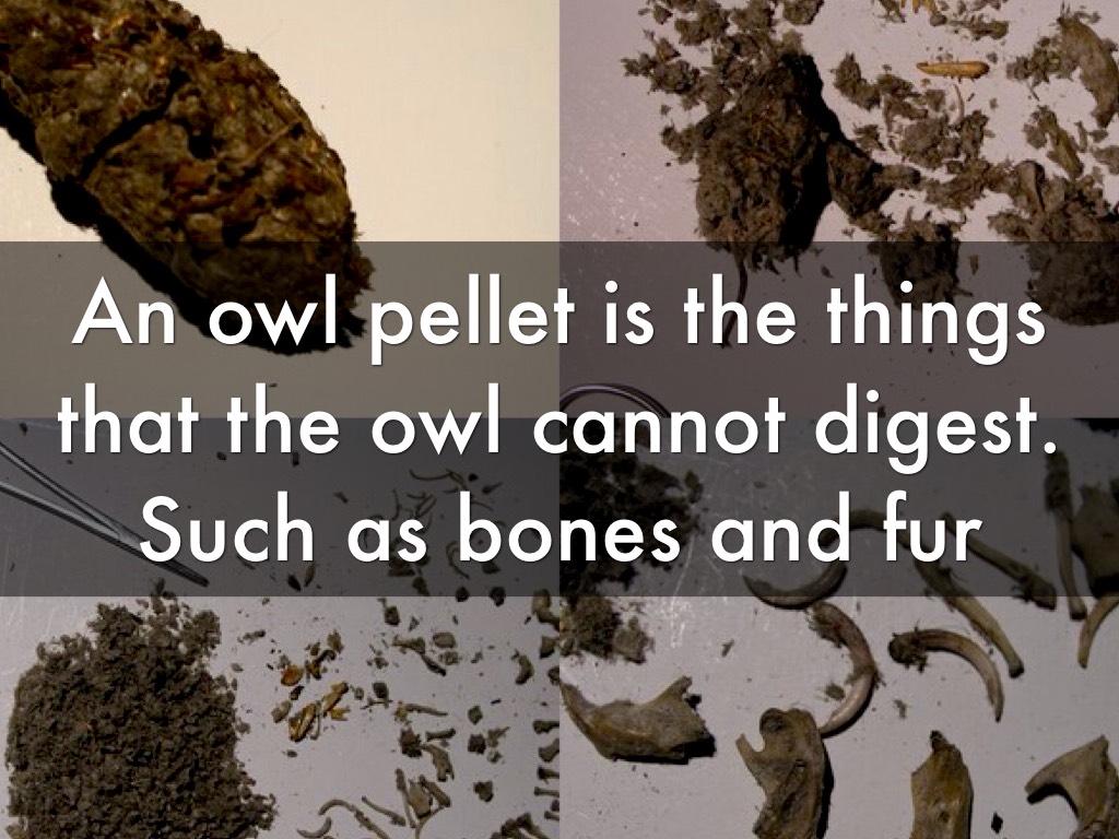 Owls by Megan Cates