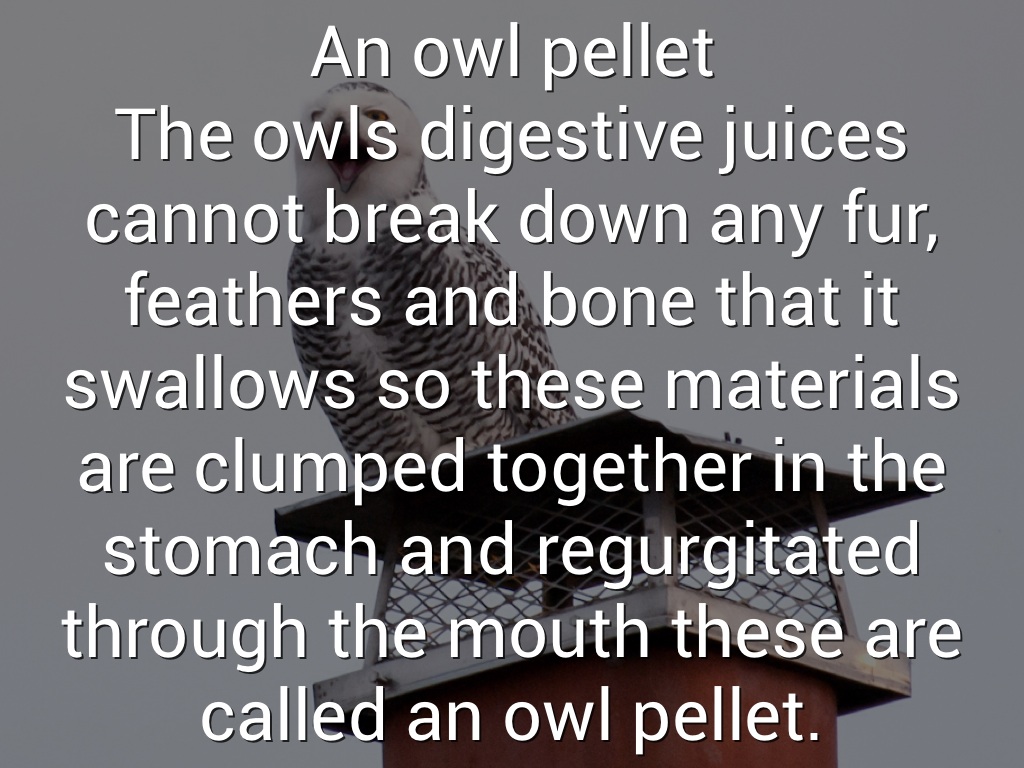 Owls by James Foley