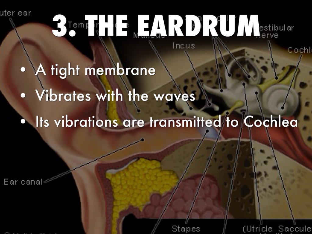 How To Hear by Cullen Murphy