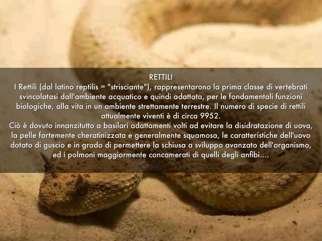 ZOOLOGIA by Andrea Di Sanzo