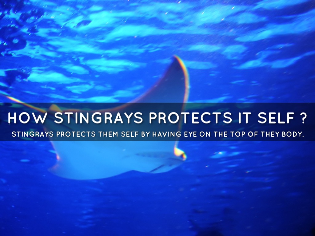 Stingrays by langstonlmc