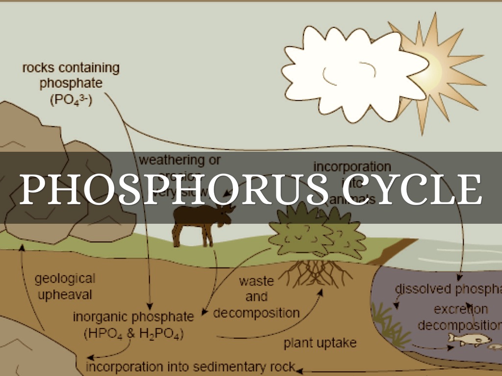 Phosphorous Cycle by Ryan Rose