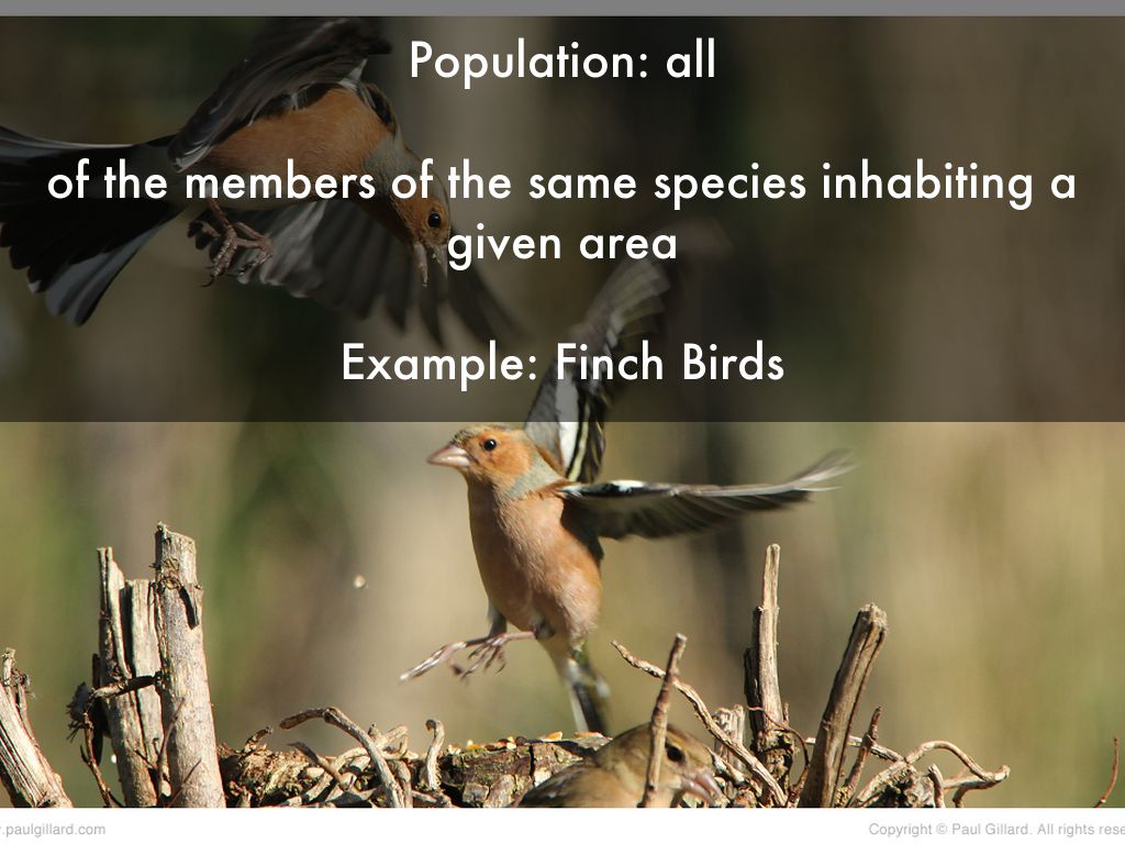 Community: populations of different species living in