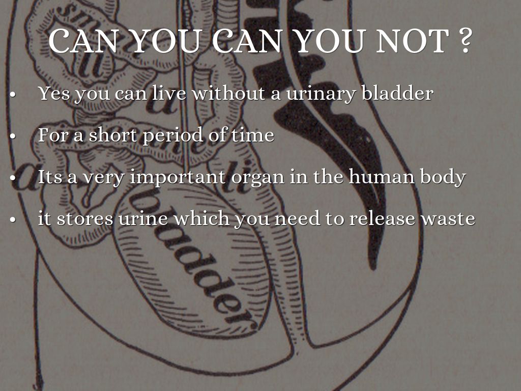 Unirary bladder by valmengor567