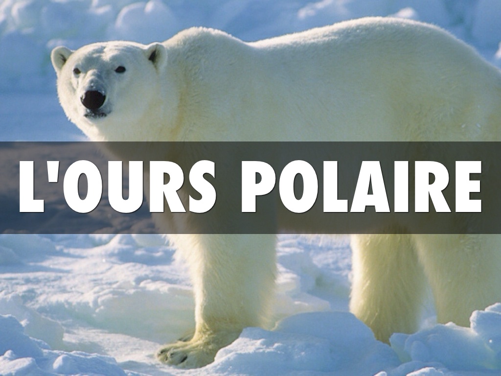 L'ours Polaire by wendy.nash
