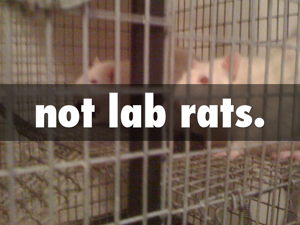 Teacher As Researcher by Diana Martin