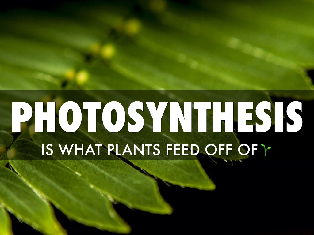 Photosynthesis by Verena G