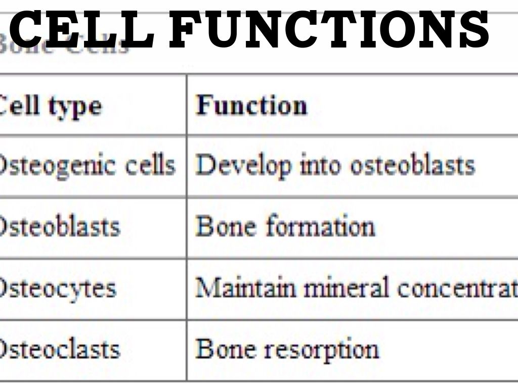 Bone Cells By Mia Sassenrath