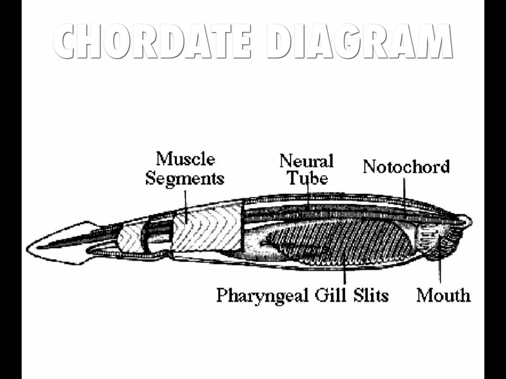 Chordata Meaning