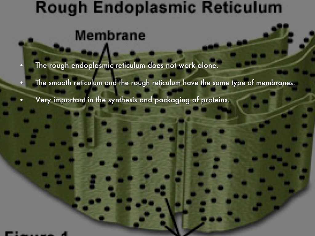Rough Endoplasmic Reticulum Definition Structure Function