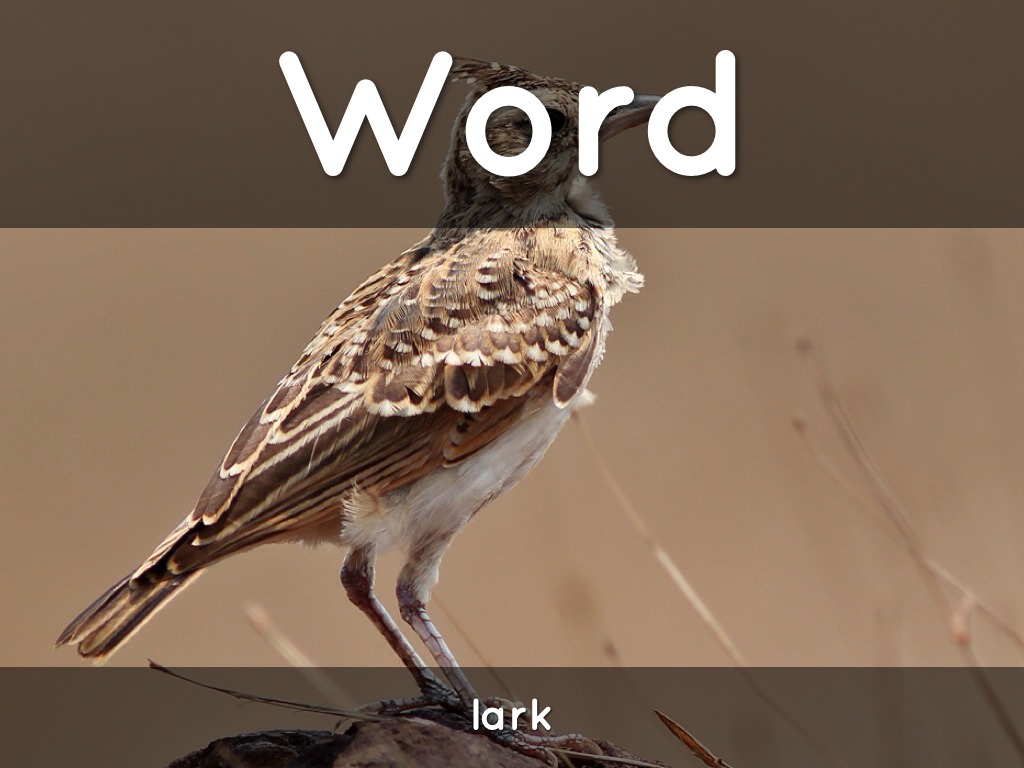 Vocab Ch. 4 by Seth Martinez