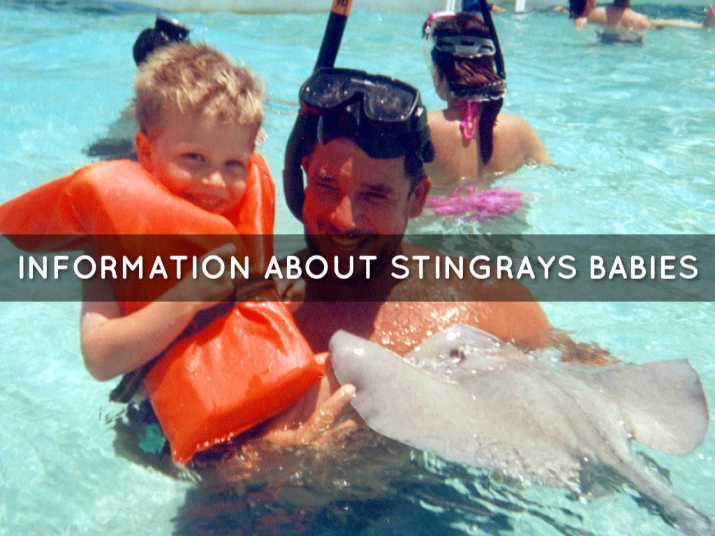 Stingrays by langstonlmc