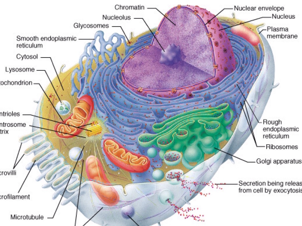 Cell Organelles And Their Processes By Lexi Helman