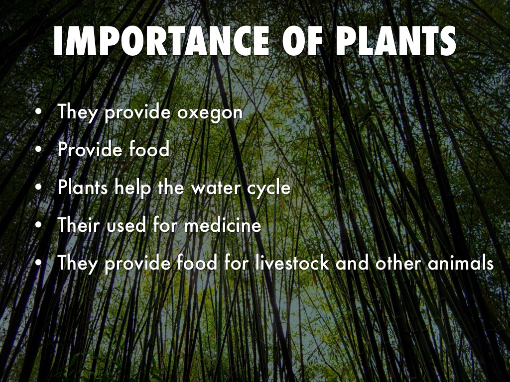 Plants Power Point by Nik Romero