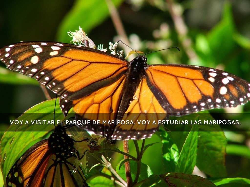 Katie Swaney: Mi Viaje A Costa Rica by Katie Swaney