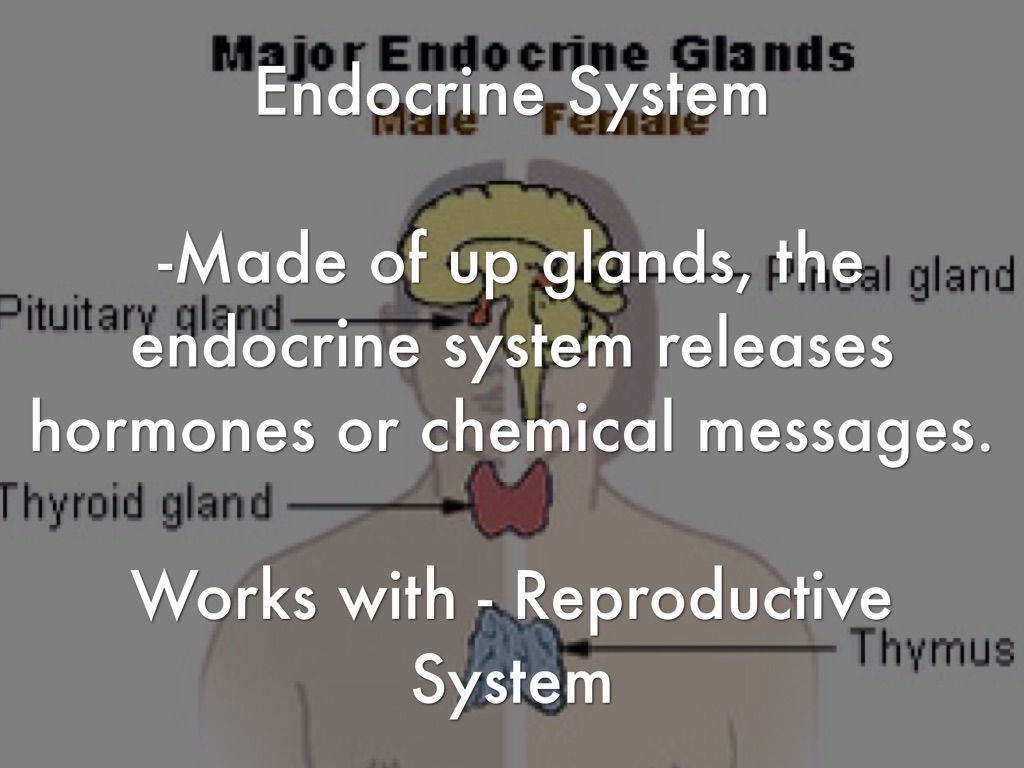 Systems Of The Human Body by Nathan Matous