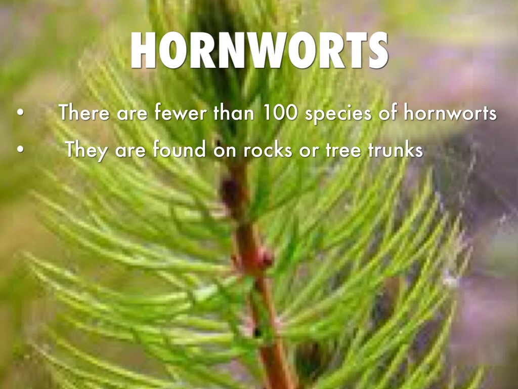 Plants