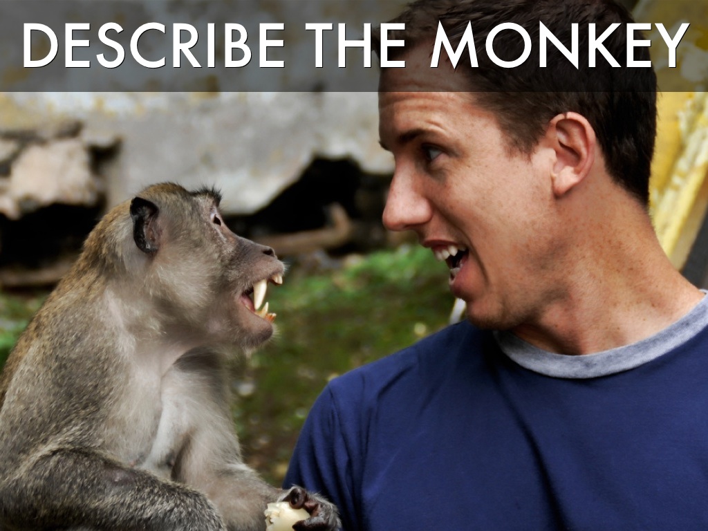 Monkey Management by jwherman