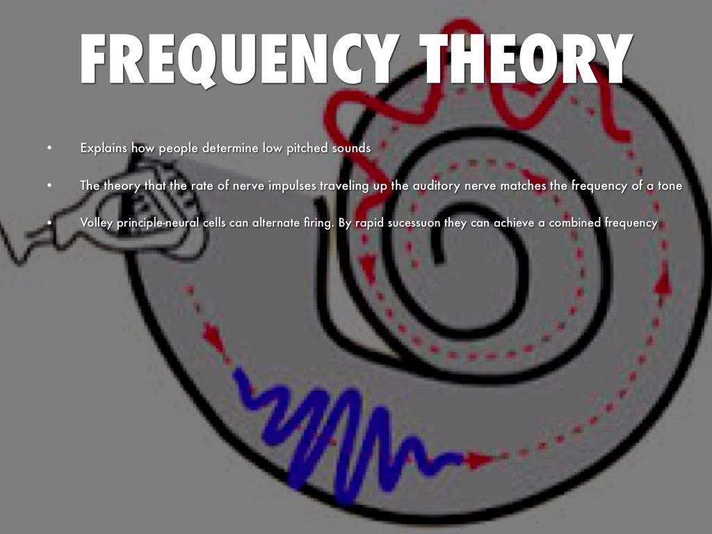 Journey Through The Ear by Felicia Lepore