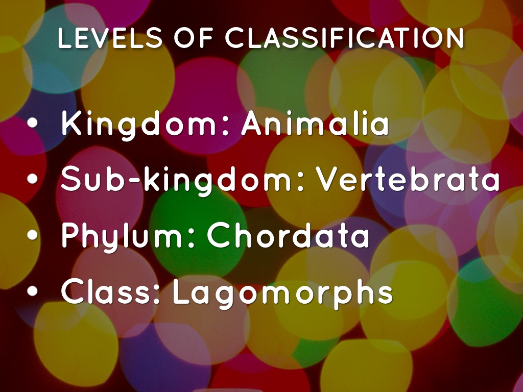 Rabbits by Ashley Potosky