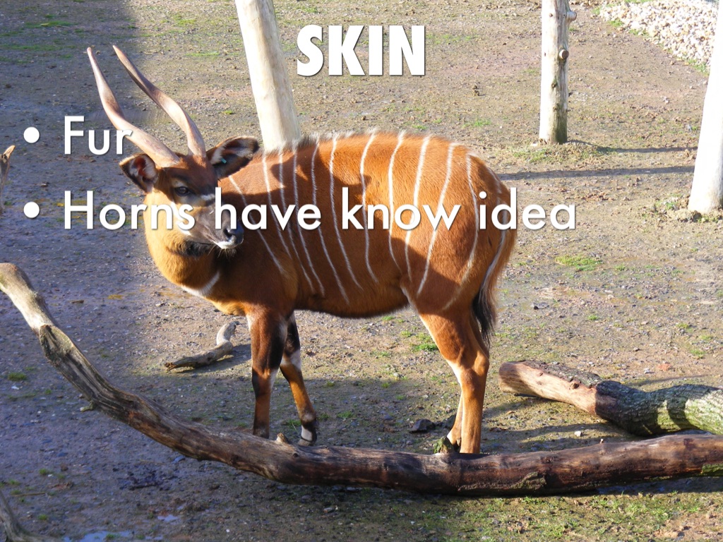 Bongos by Matthew Martinez