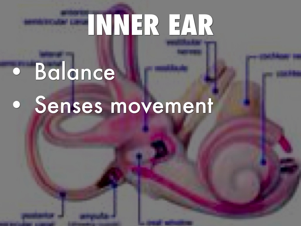 Hearing by caleigh shoemkaer