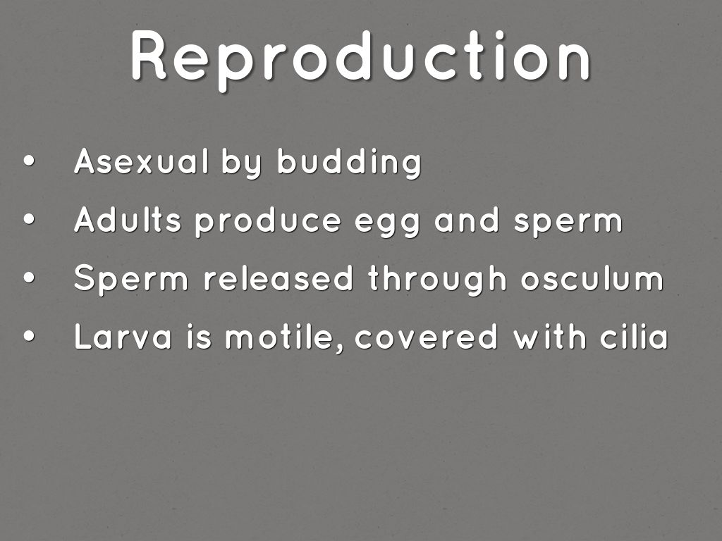 Invertebrates by jennifer.daniel