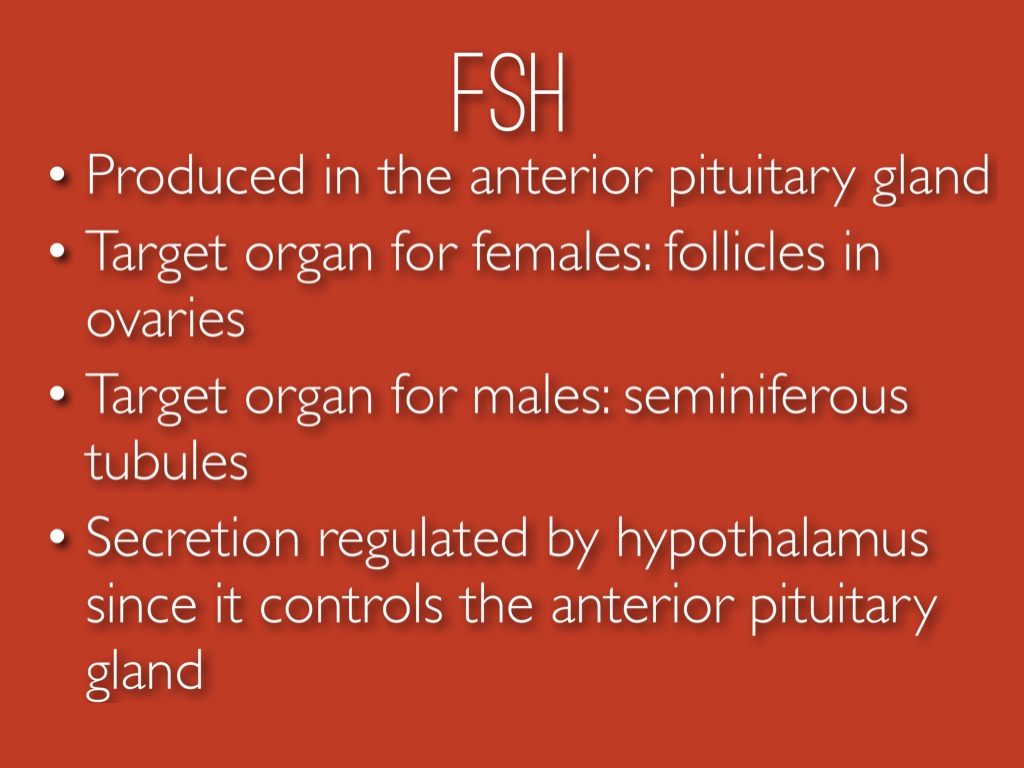 Endocrine System by Ana Quirig