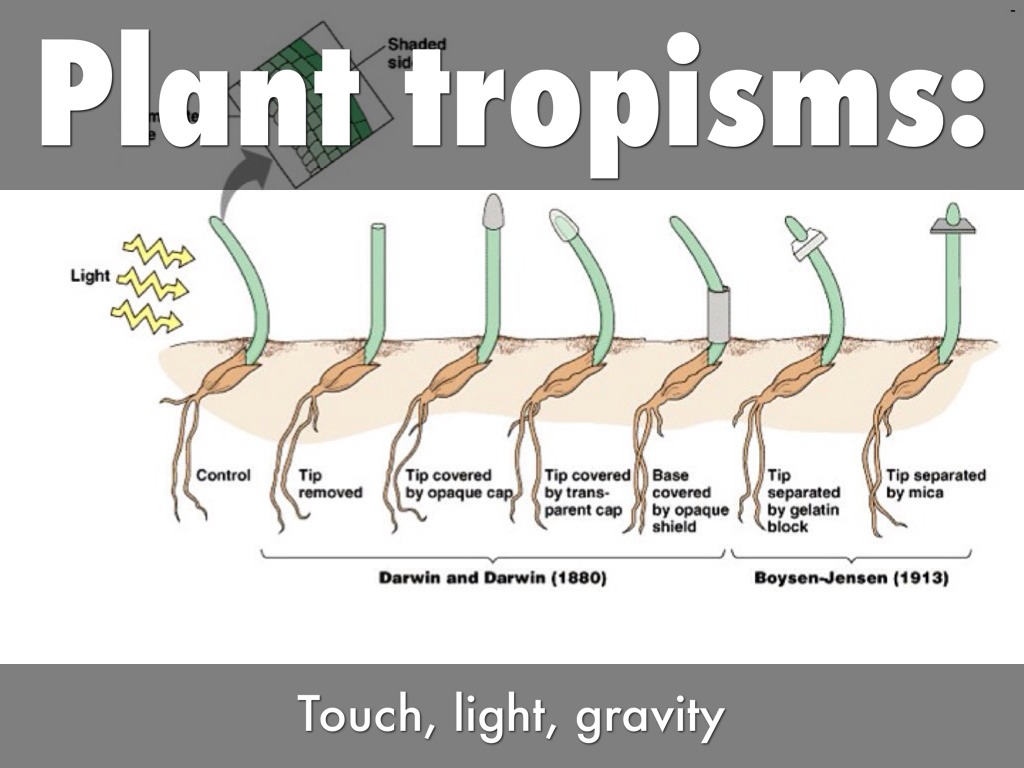 Science by Brittney Howard