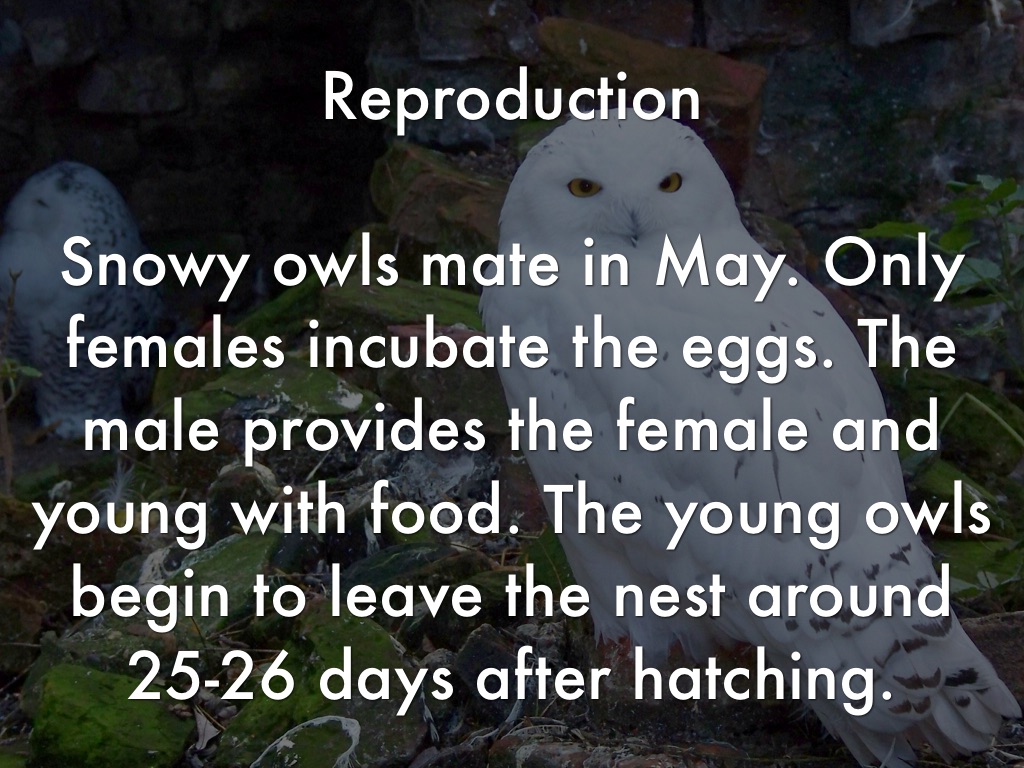 Snowy Owls by Peggy Parker