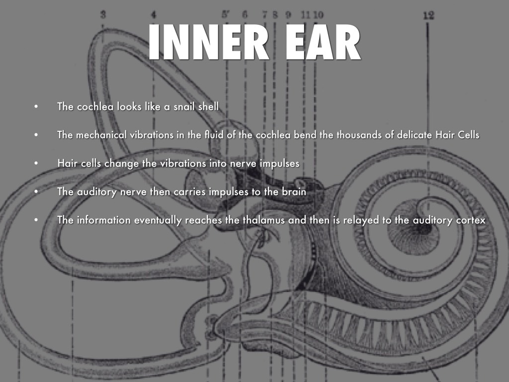 Journey Through The Ear by Felicia Lepore