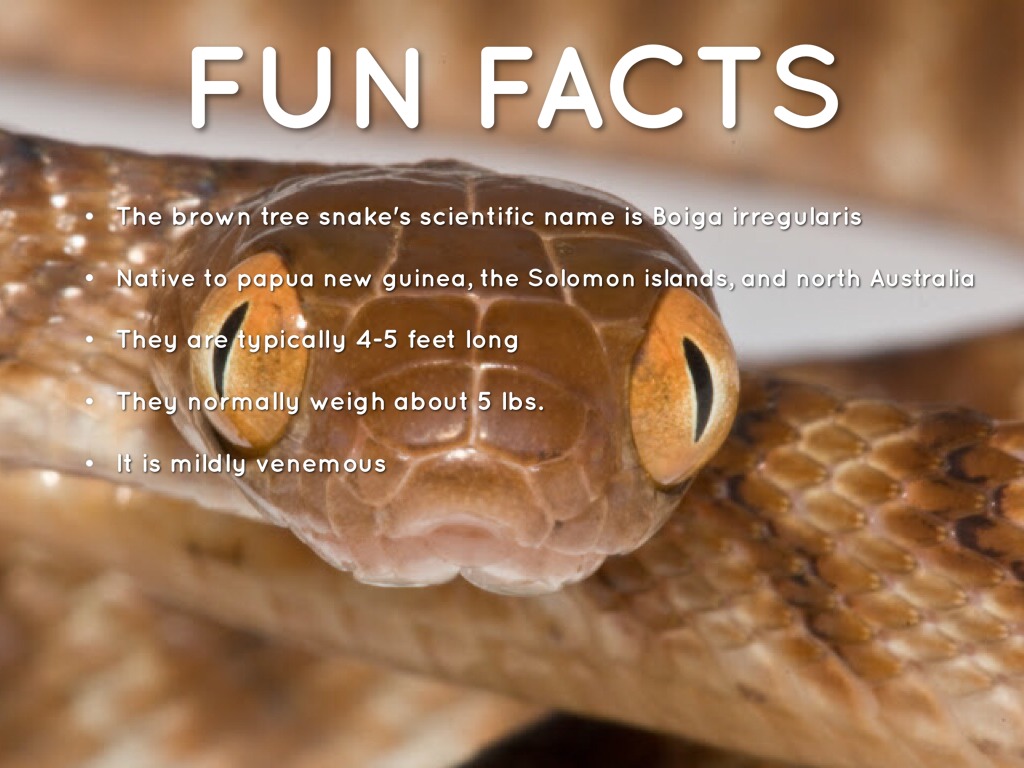 BROWN TREE SNAKE By Cooper Horn BROWN TREE SNAKE By Cooper Horn