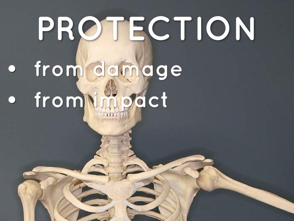 Skeletal Protection By Maya And Anika Skeletal Protection By Maya And Anika