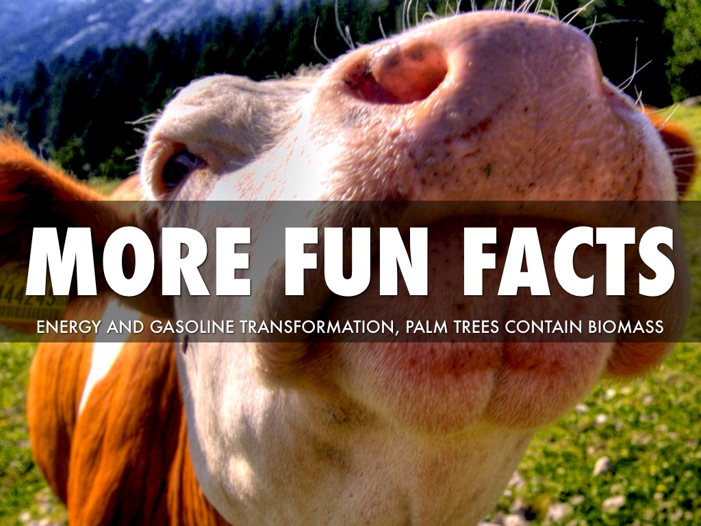 Dat Biomass Doe by Luke Muphy, Chloe Yeros And Spencer