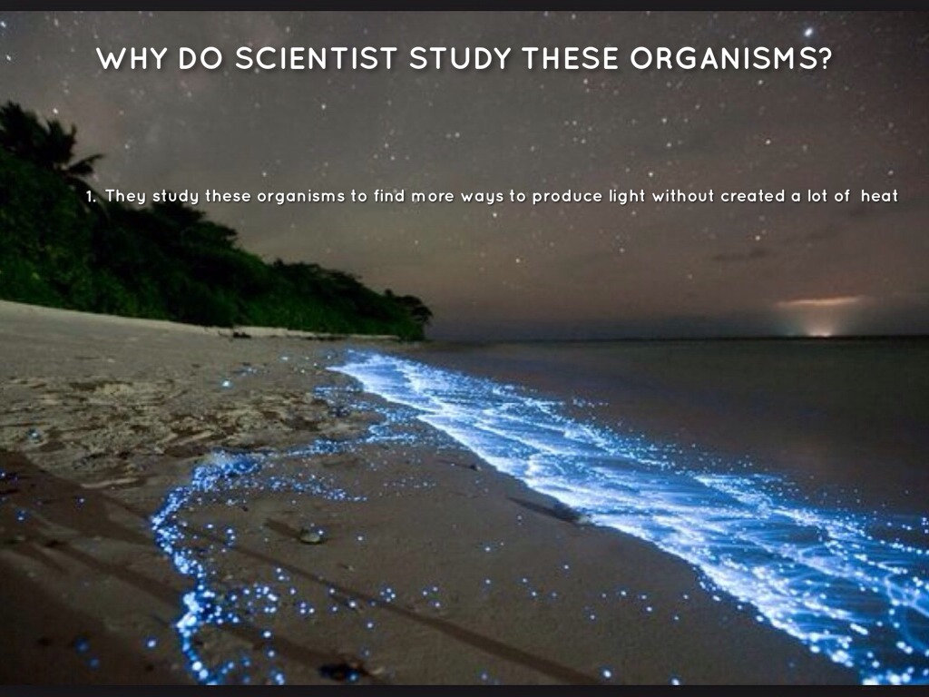 Bioluminescence by D J