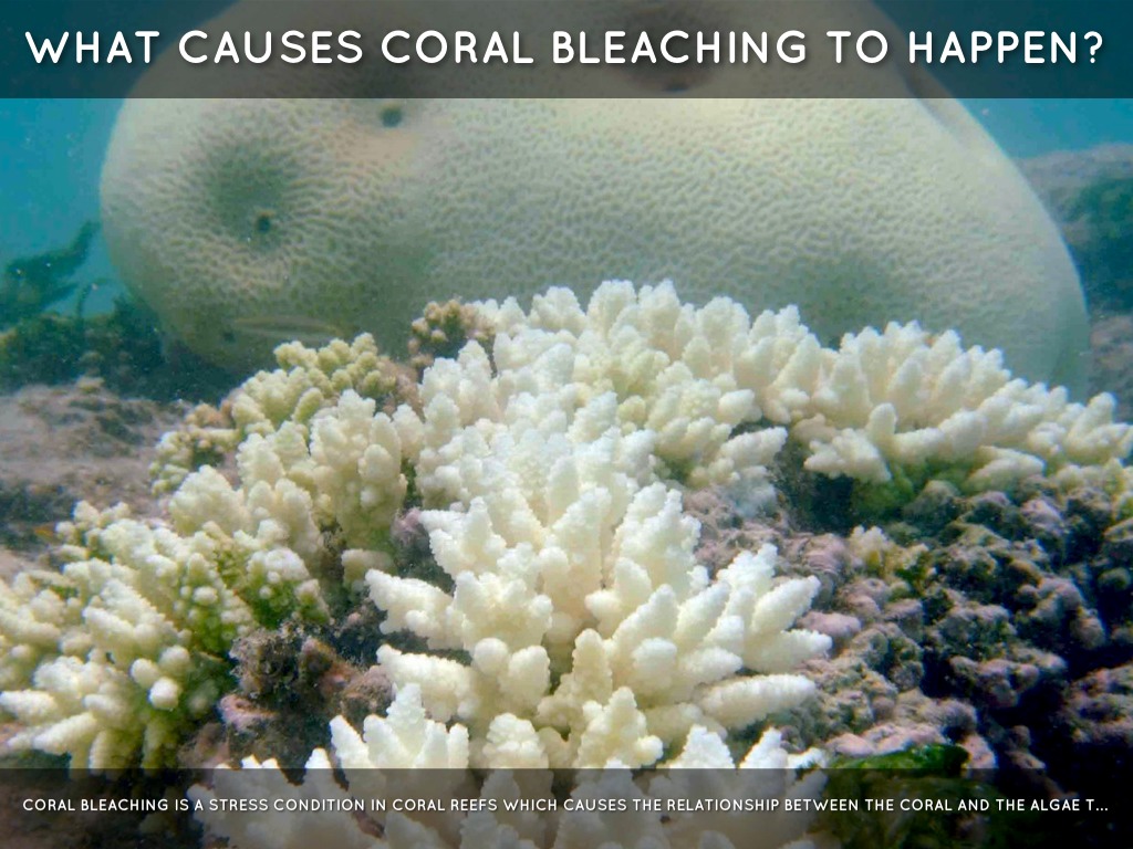 Coral Bleaching by 4hab Walker