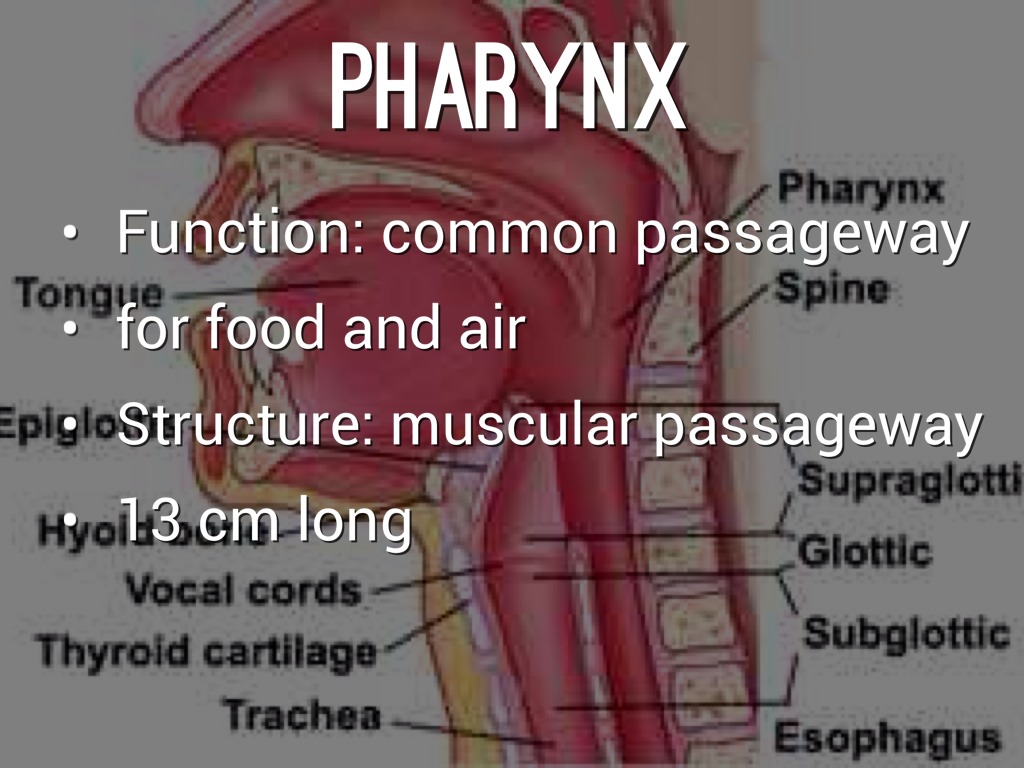 Pharynx Anatomy Function In Respiratory System