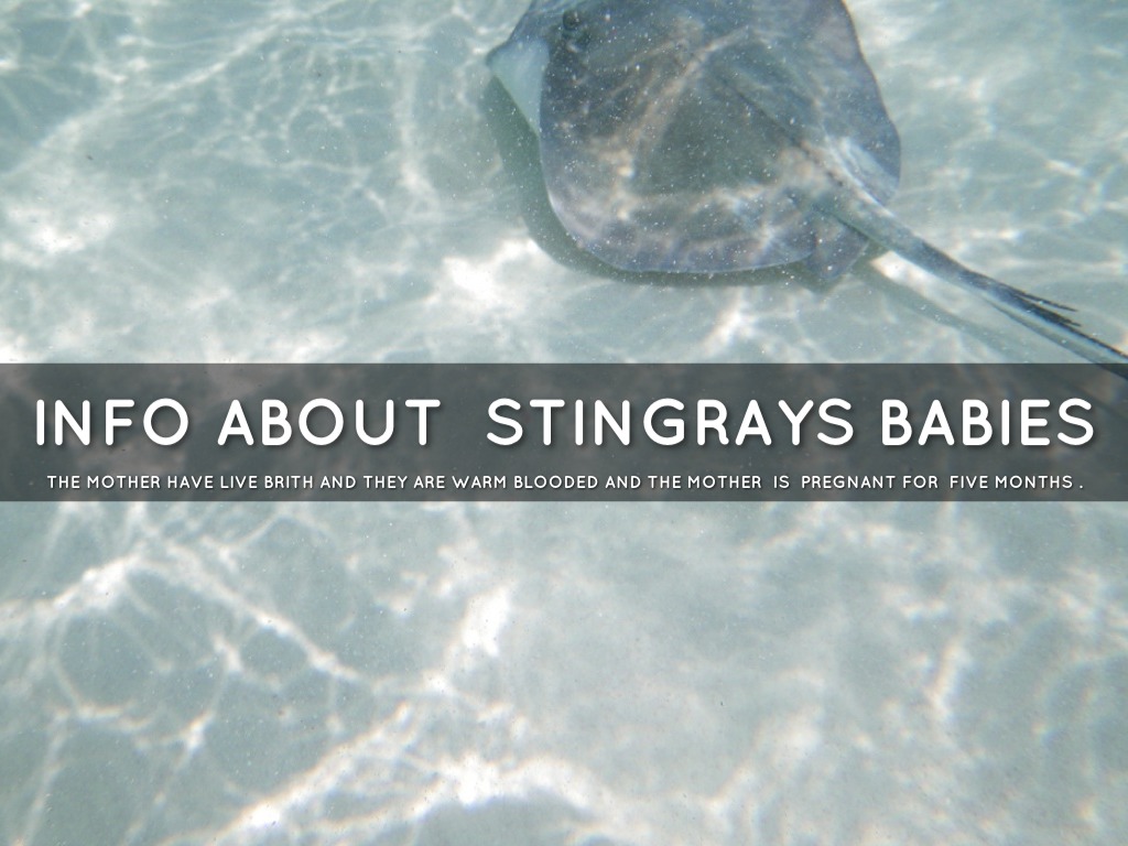 Stingrays by langstonlmc
